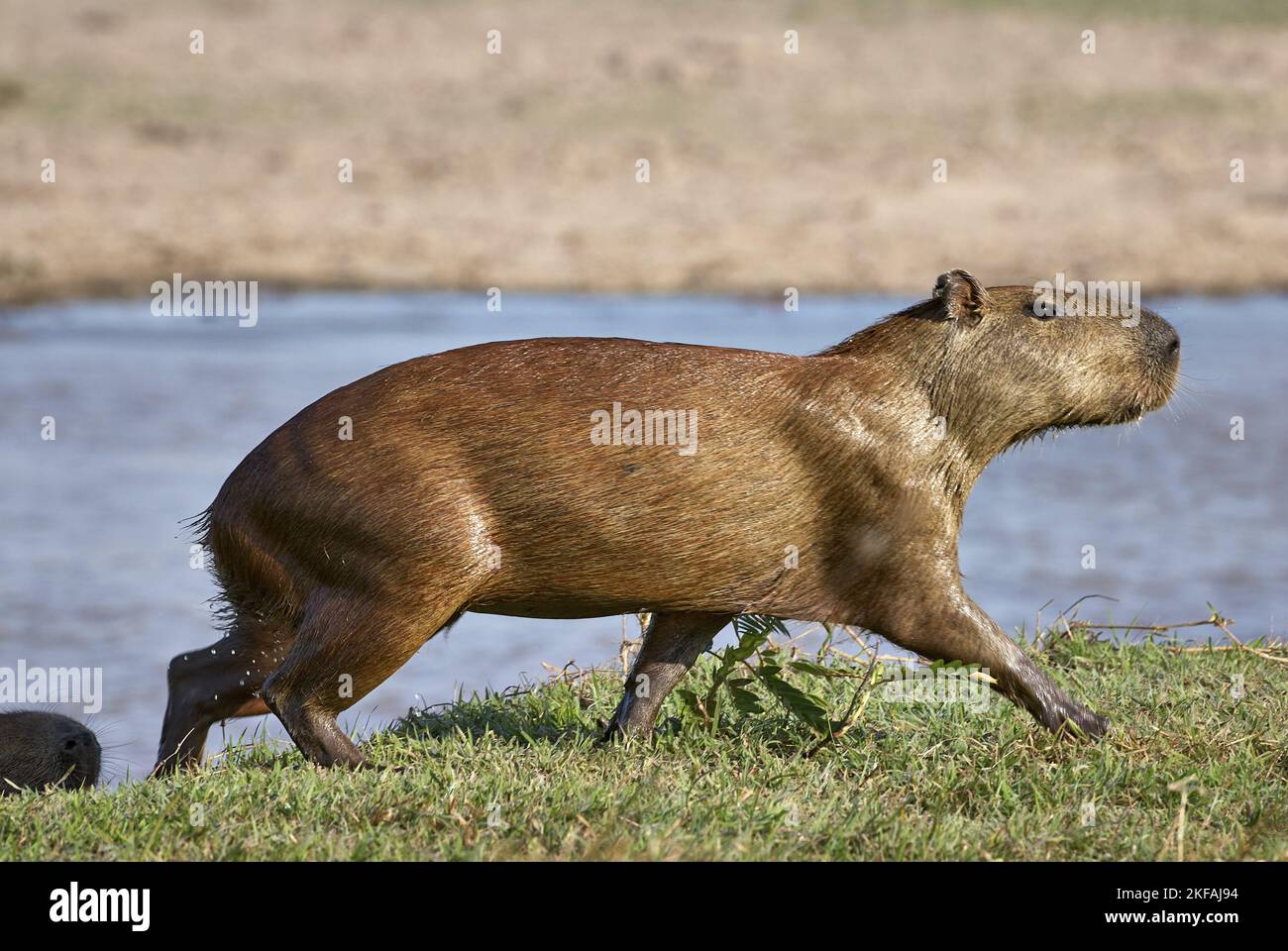 Capybara running hi-res stock photography and images - Alamy