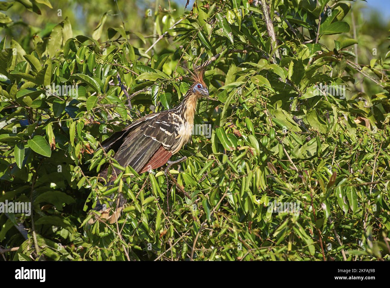Hoactzin hi-res stock photography and images - Alamy