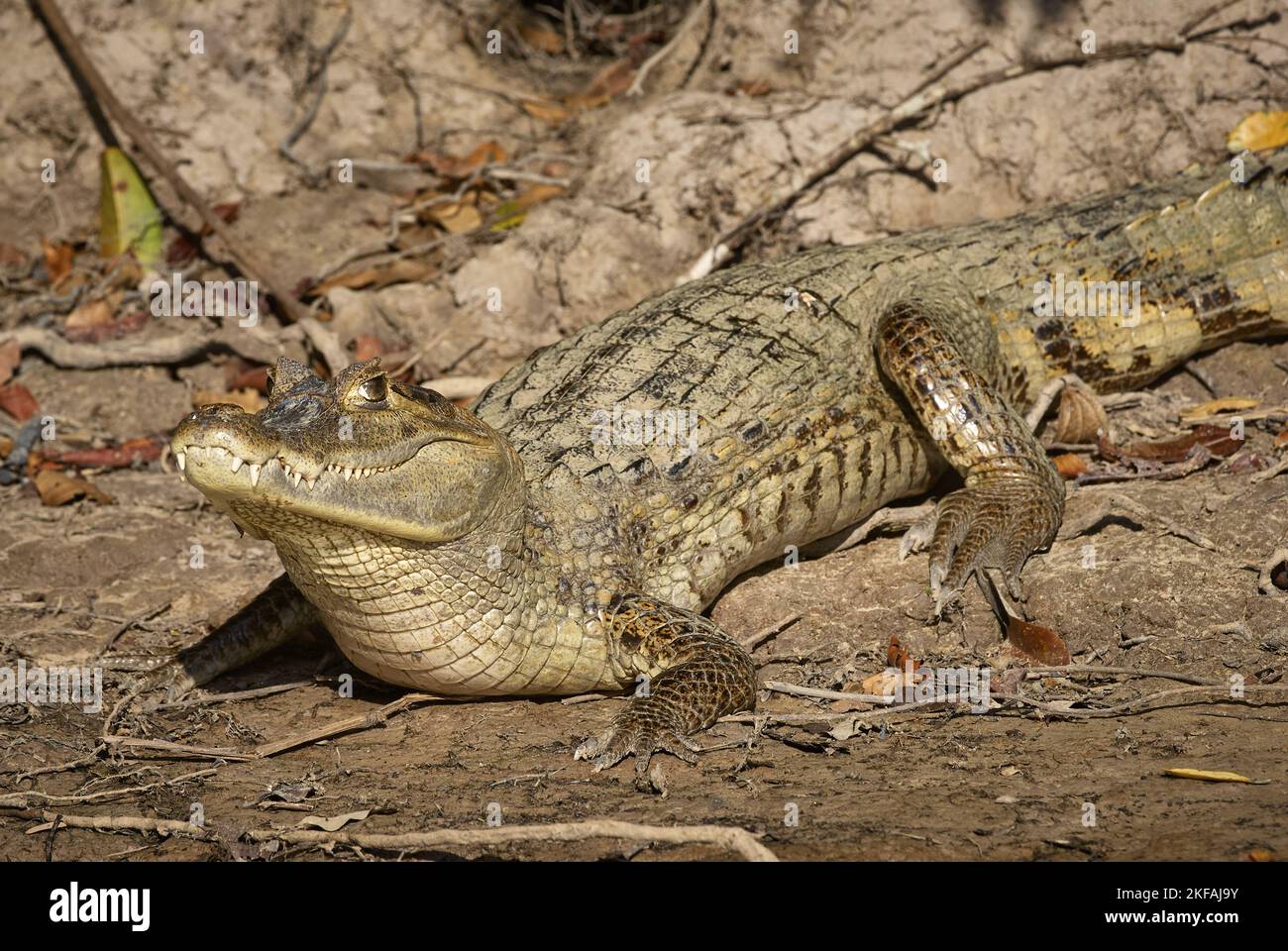 Caiman crocodilus yacara hi-res stock photography and images - Alamy