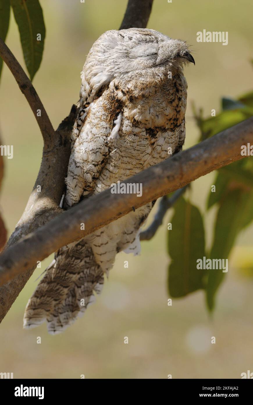 Potoos hi-res stock photography and images - Alamy