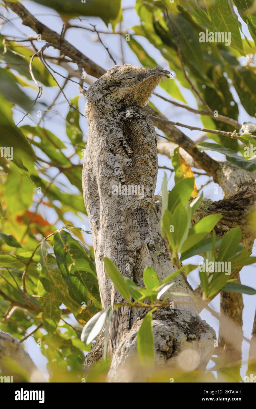 Great potoos hi-res stock photography and images - Alamy