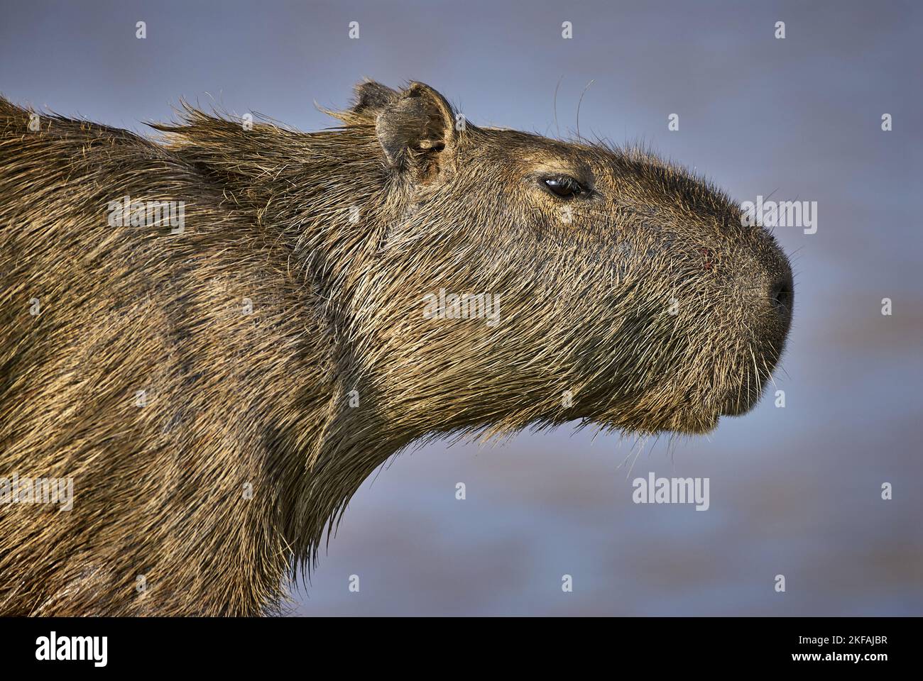 Capybara portrait hi-res stock photography and images - Alamy