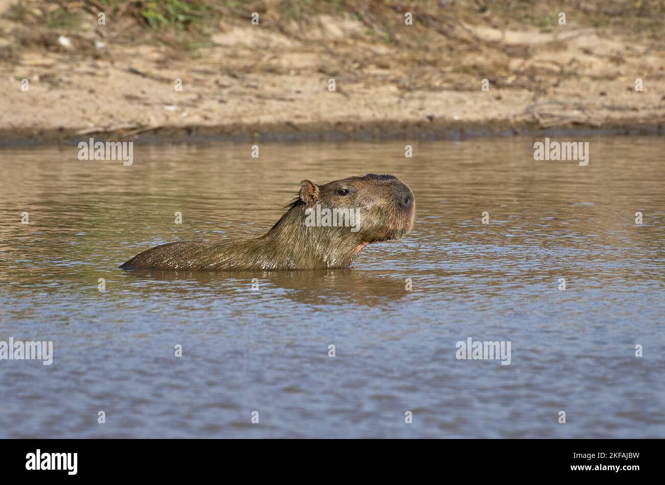 Capybara swim hi-res stock photography and images - Alamy