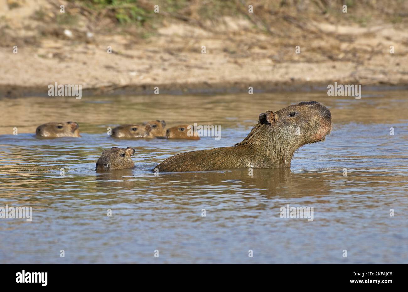 Capibara bath hi-res stock photography and images - Alamy