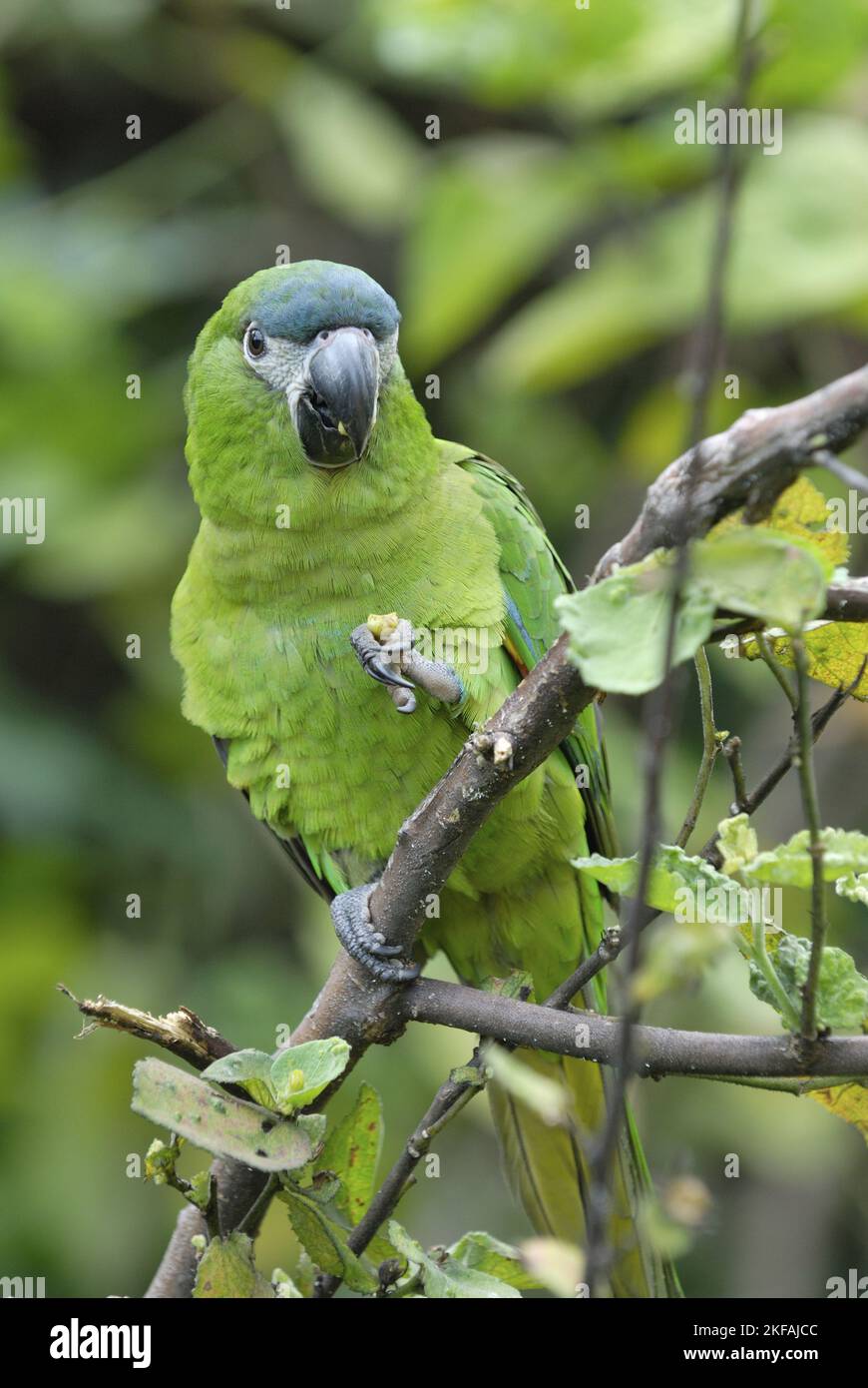 Red shouldered macaw hi-res stock photography and images - Alamy