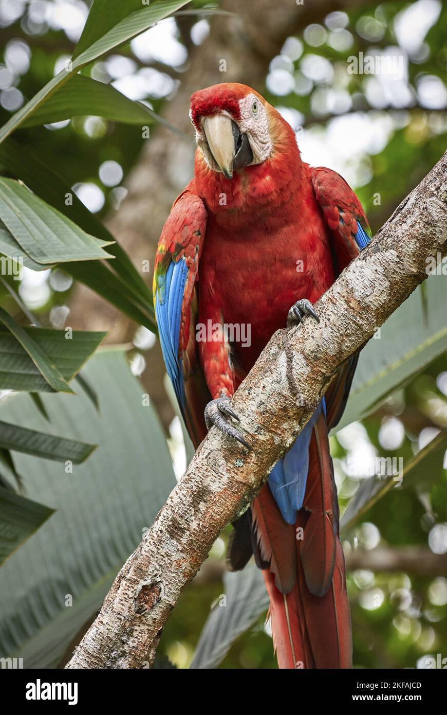 Blue yellow macaw sitting outside hi-res stock photography and images ...