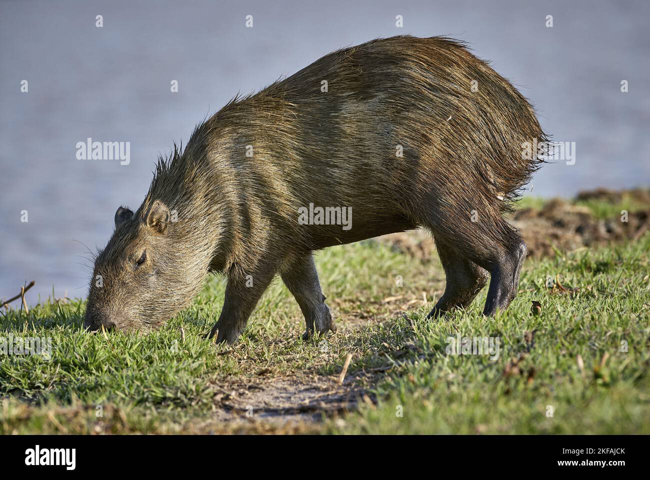 Capybara behaviour hi-res stock photography and images - Alamy