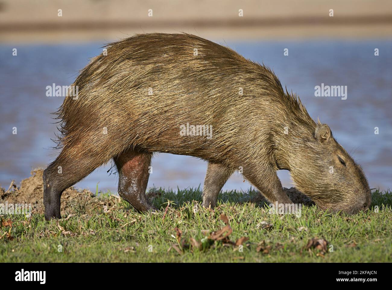 Capybara with food hi-res stock photography and images - Alamy