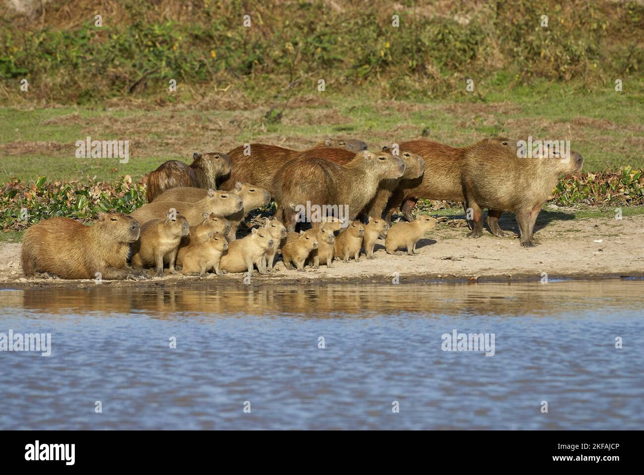 Capybara babys hi-res stock photography and images - Alamy