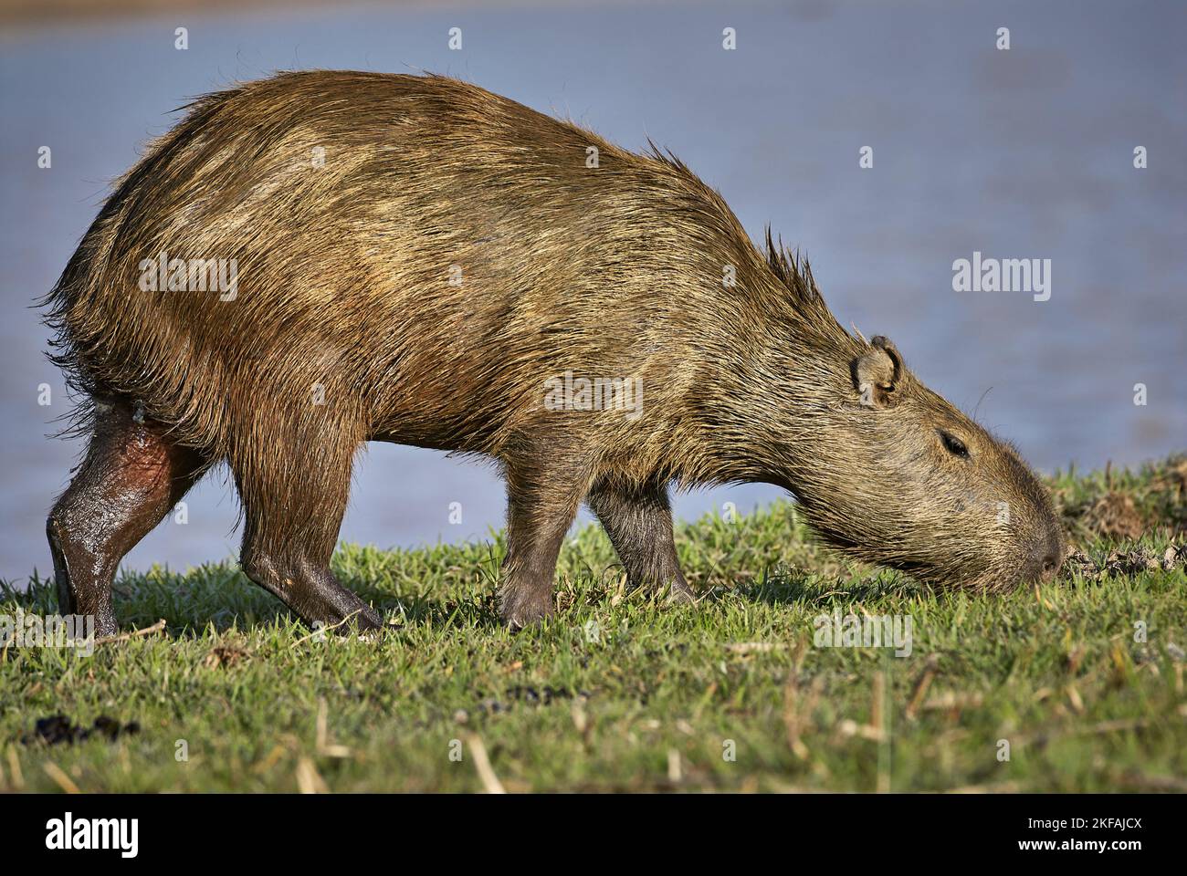 Capybara grazing hi-res stock photography and images - Alamy