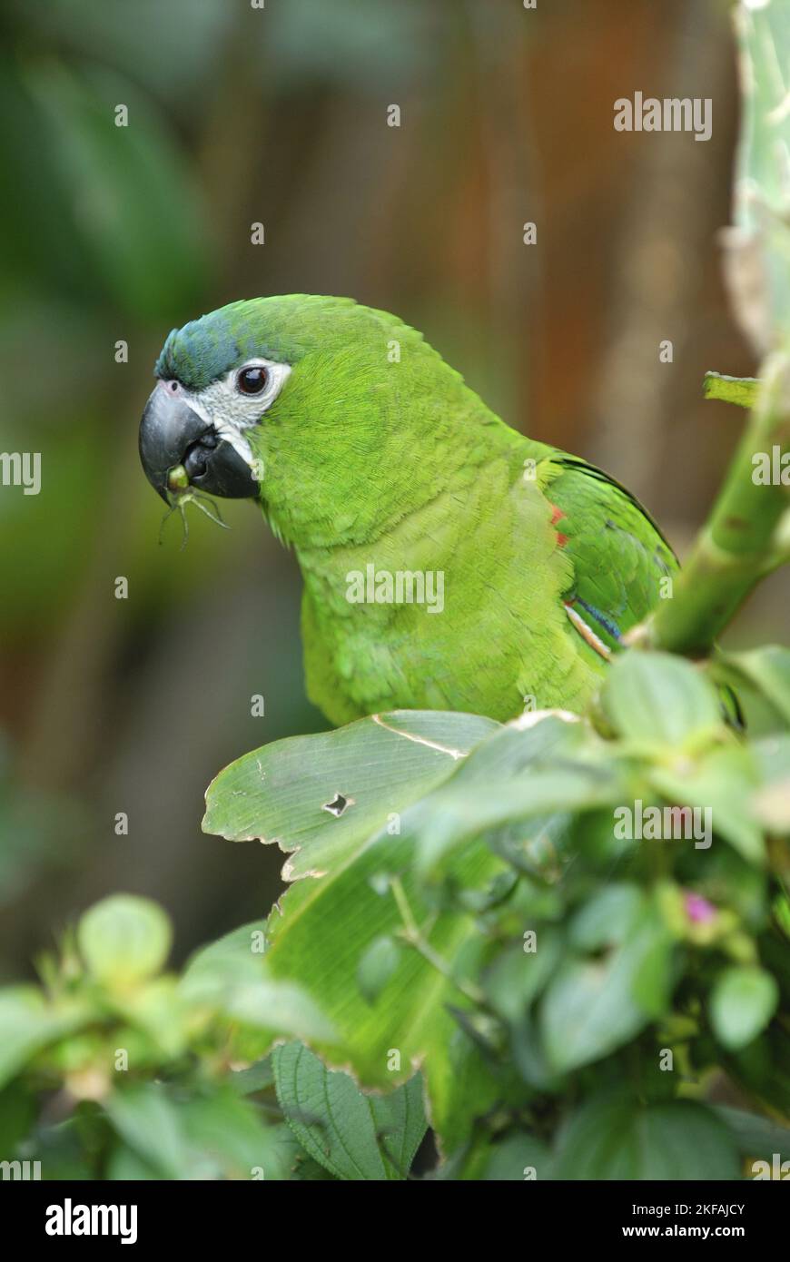 Hahns macaw hi-res stock photography and images - Alamy