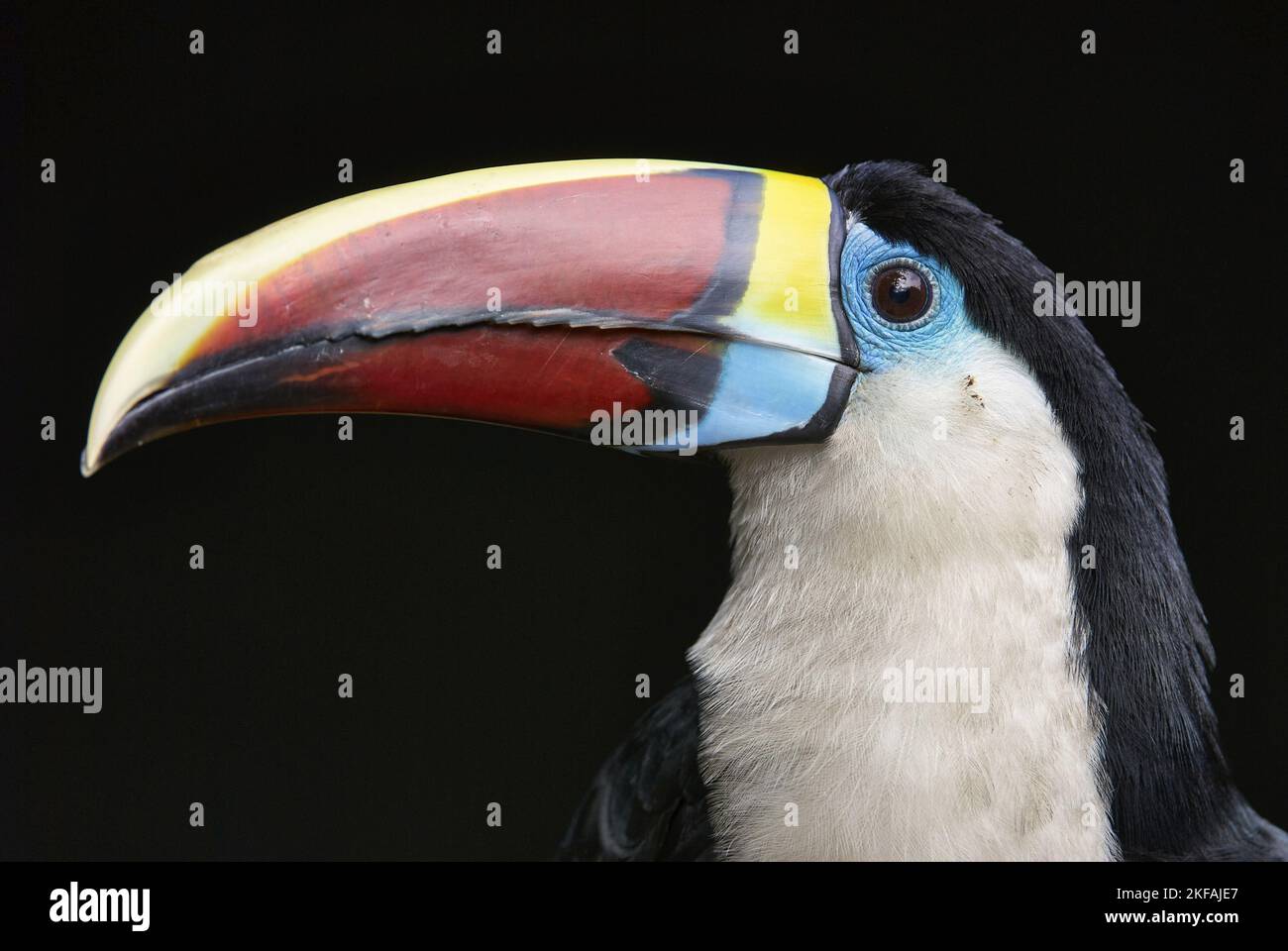 Red billed toucan hi-res stock photography and images - Alamy