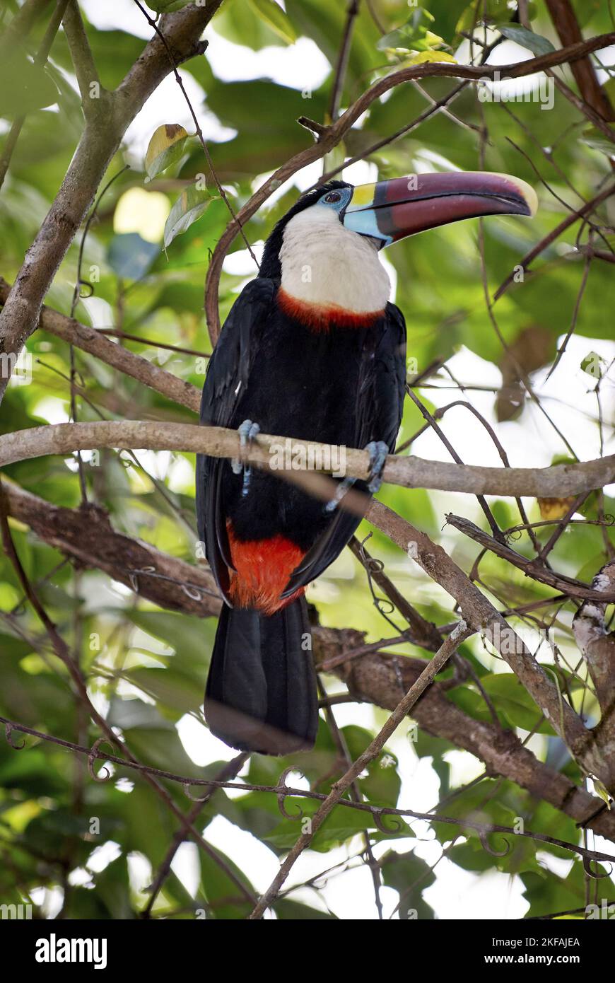 Red billed toucan hi-res stock photography and images - Alamy