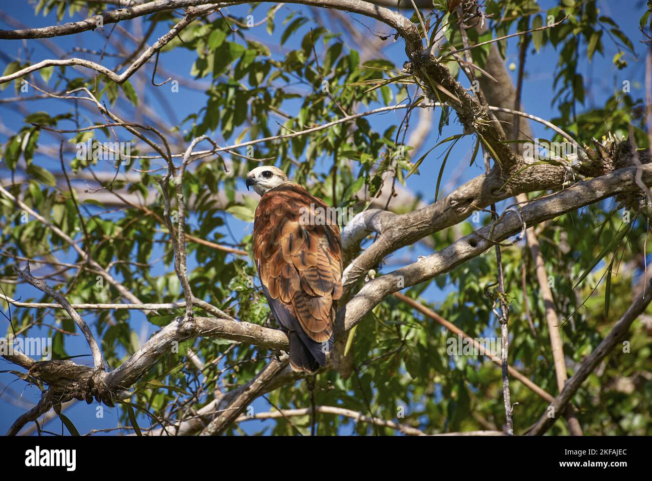 sitting Black-collared Hawk Stock Photo - Alamy