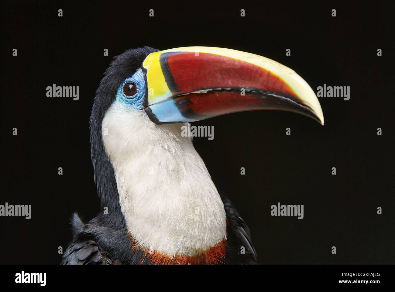 Toucans portrait hi-res stock photography and images - Alamy