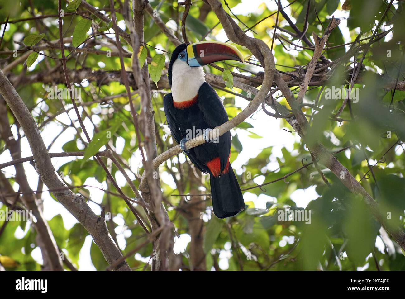 sitting Red-billed Toucan Stock Photo - Alamy