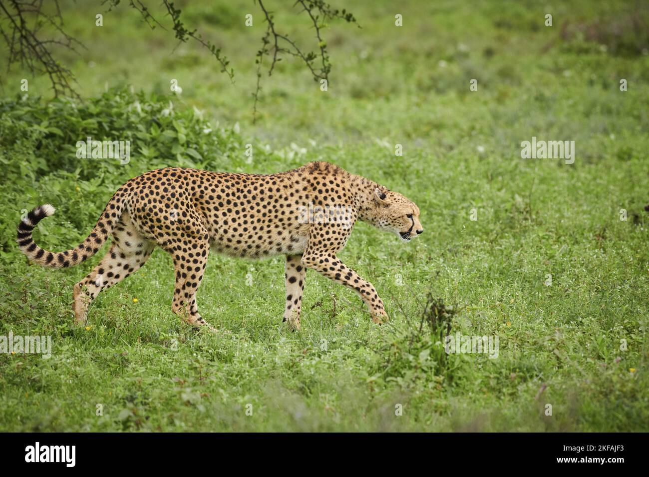 Cheetah walking meadow hi-res stock photography and images - Alamy