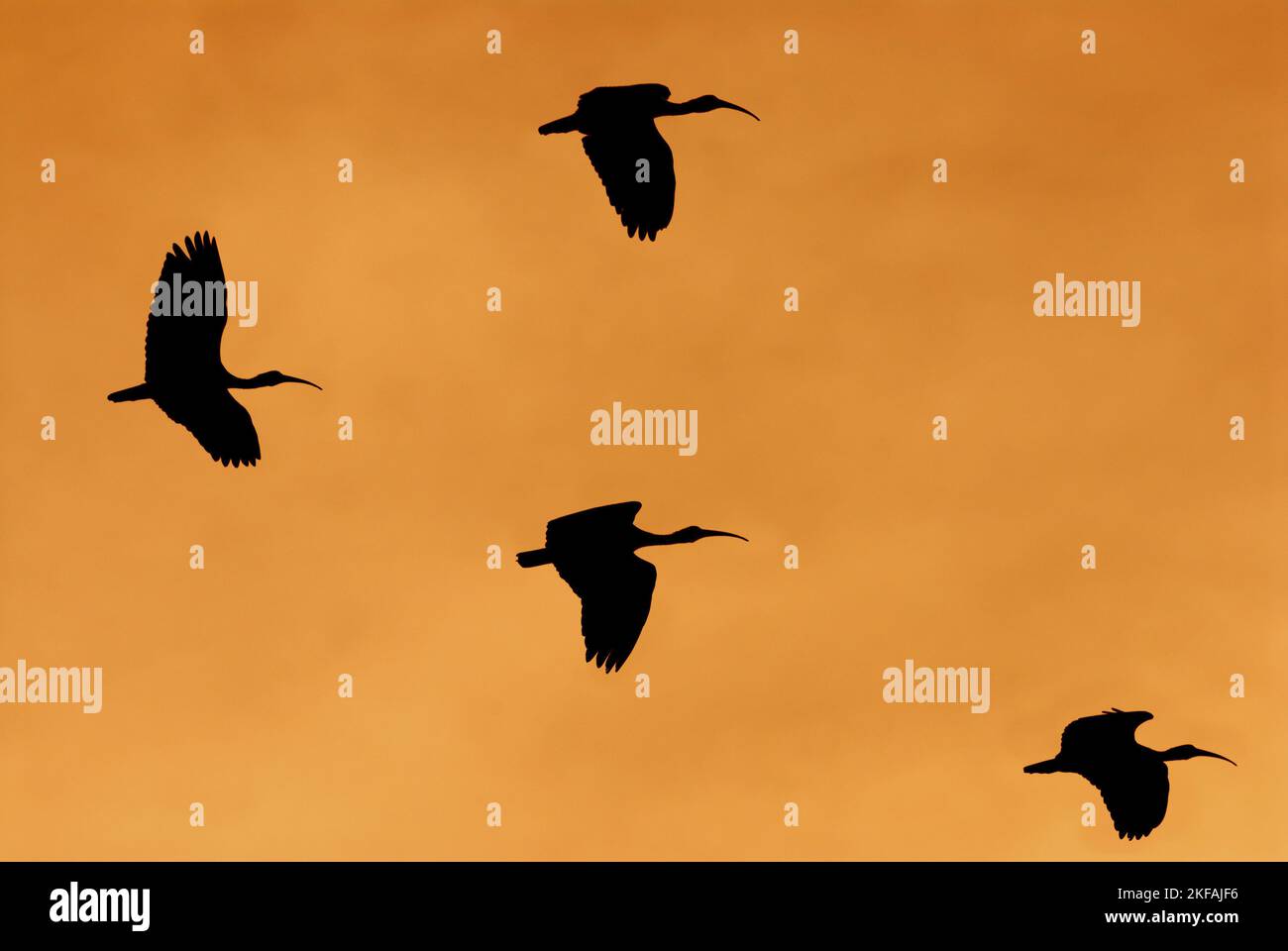 flying Scarlet Ibis Stock Photo - Alamy