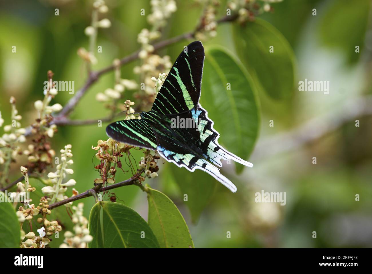 Urania swallowtail moth Stock Photo - Alamy