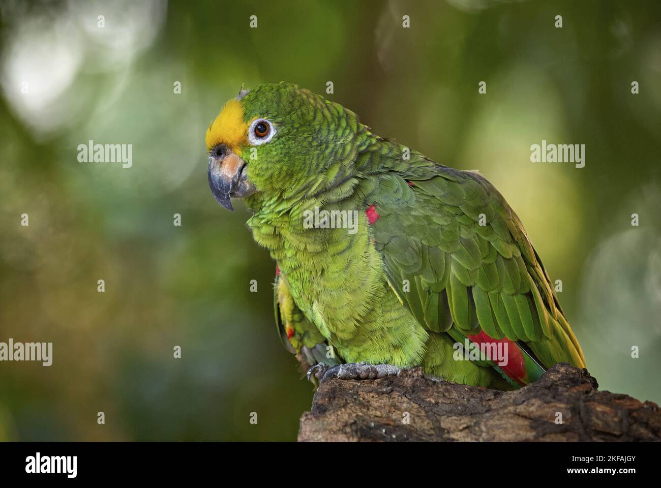 Yellow crowned amazon amazona ochrocephala hi-res stock photography and ...