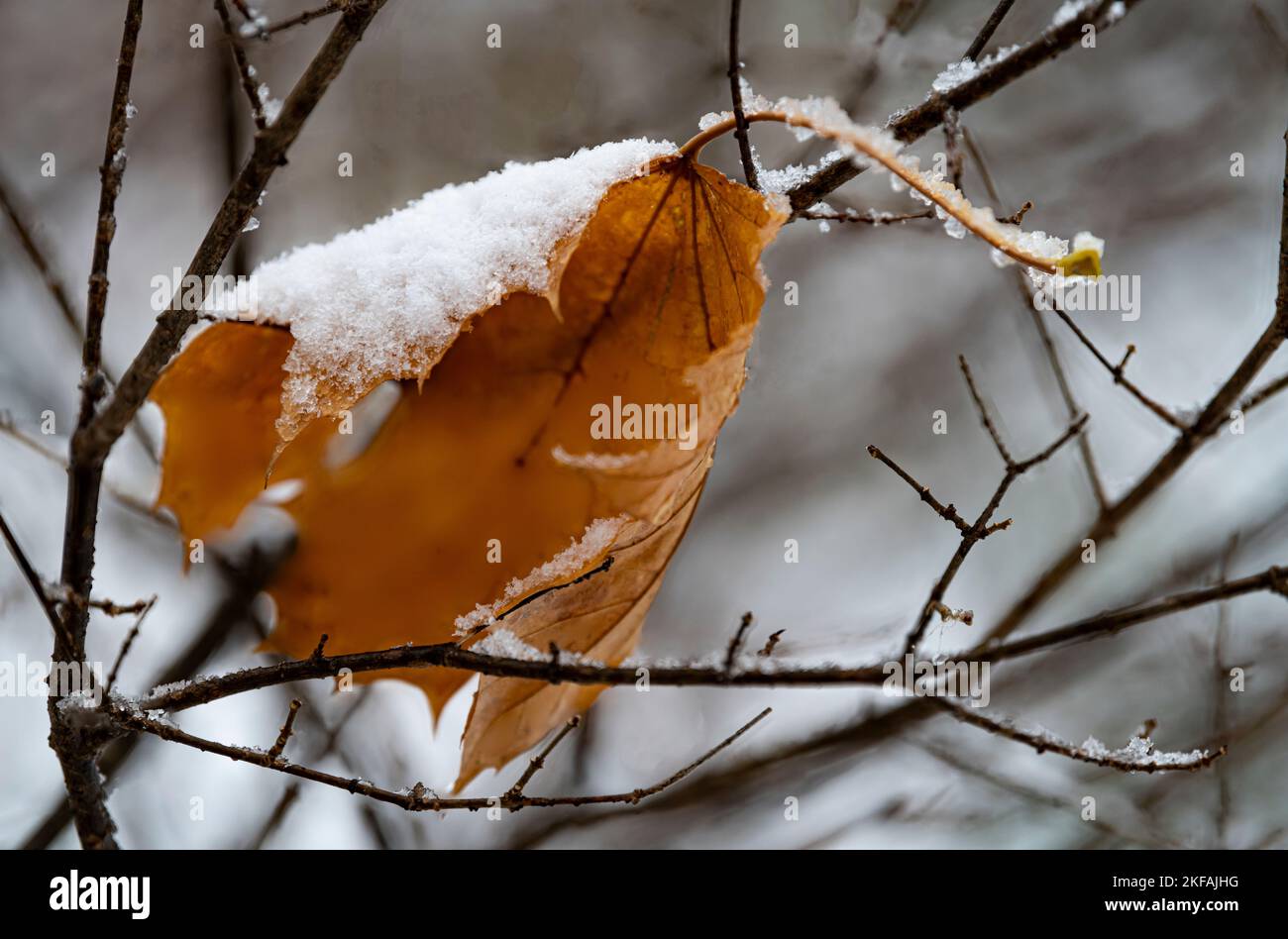 One of the first snowfalls of the season, a wet snow which is almost ...