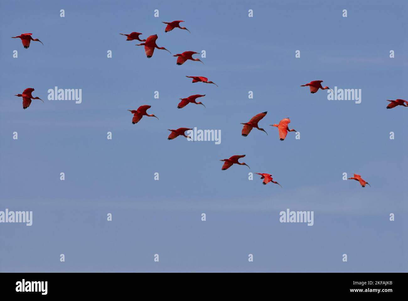 flying Scarlet Ibis Stock Photo - Alamy