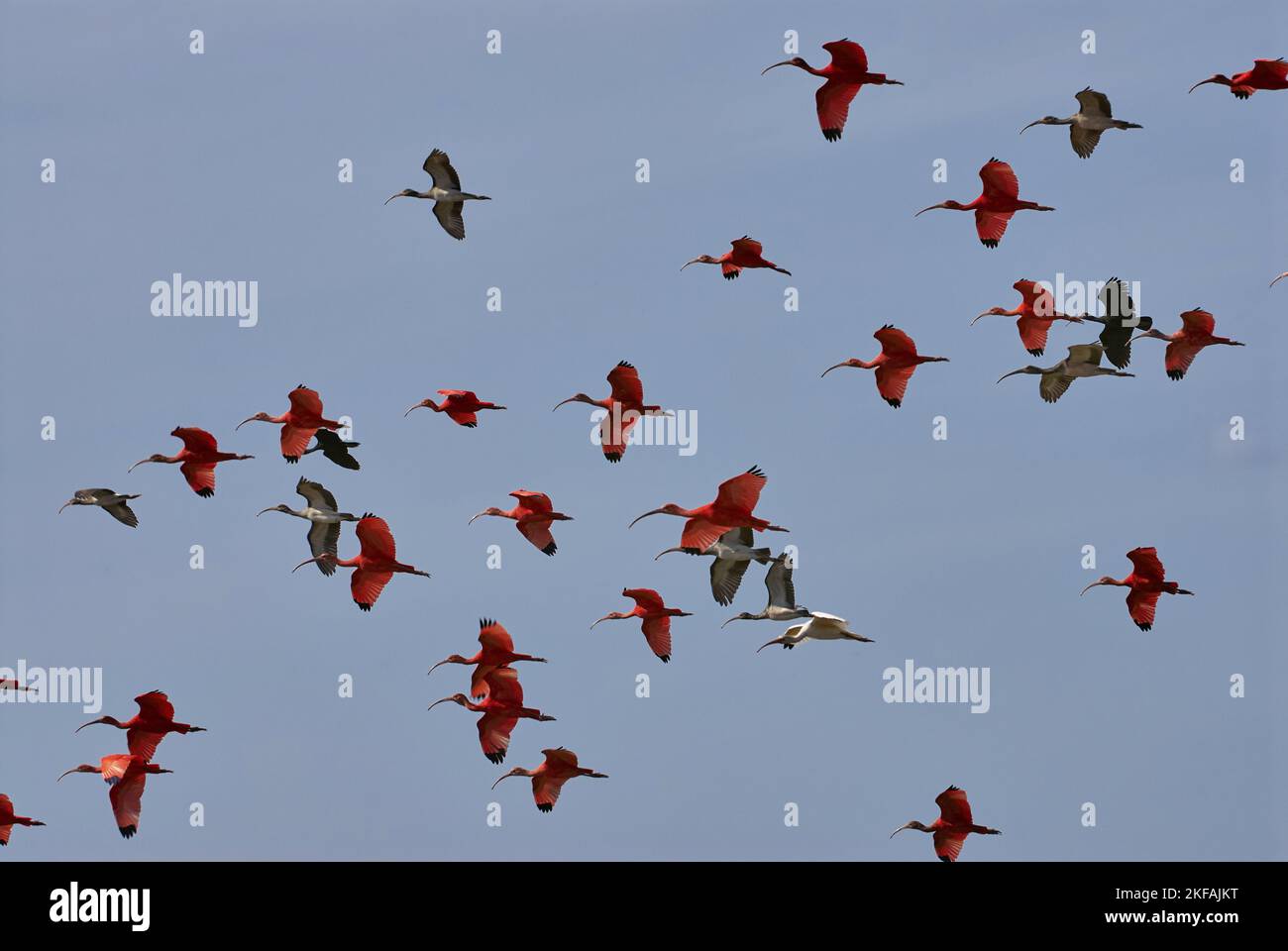 Flock birds storks flying hi-res stock photography and images - Alamy