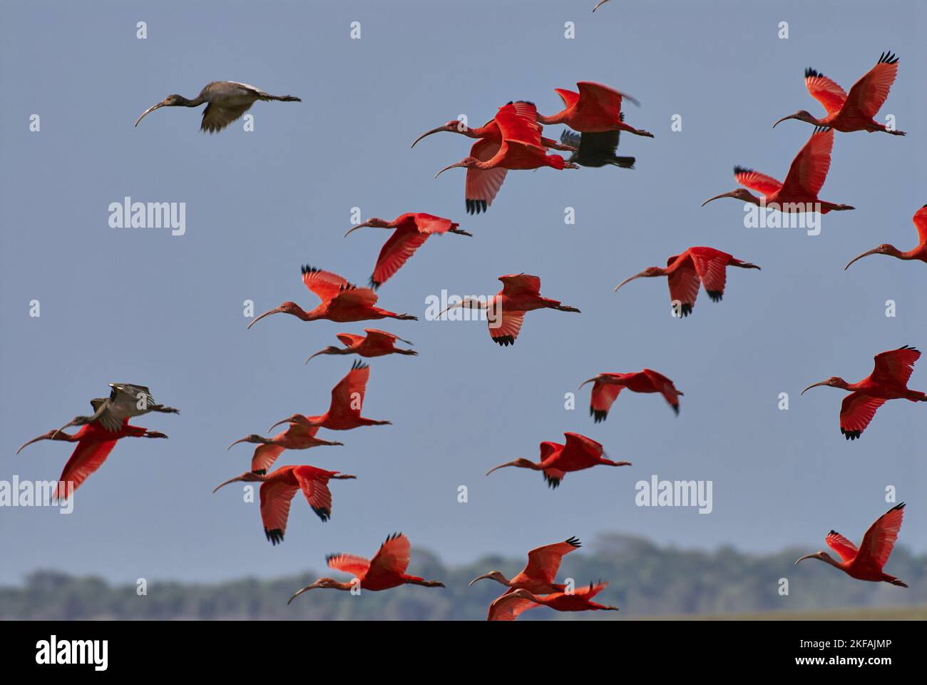 flying Scarlet Ibis Stock Photo - Alamy