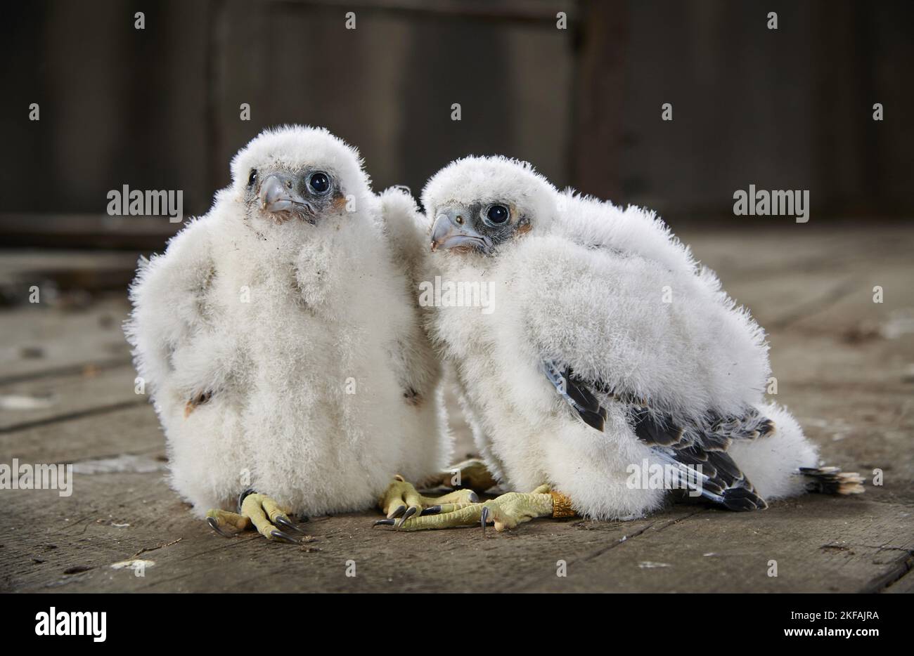 Young duck hawk hi-res stock photography and images - Alamy
