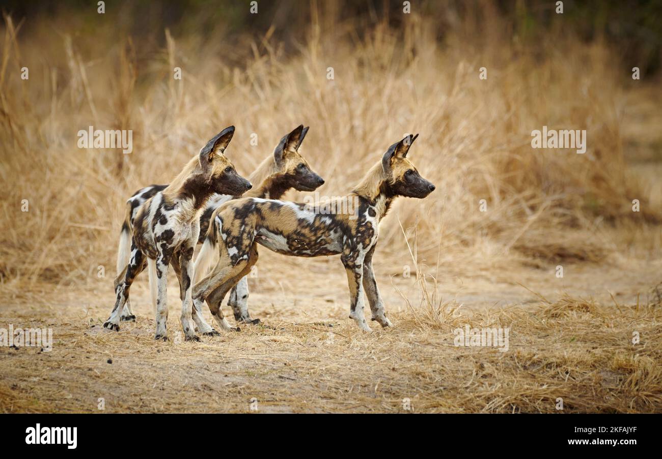 African hunting dogs hi-res stock photography and images - Alamy