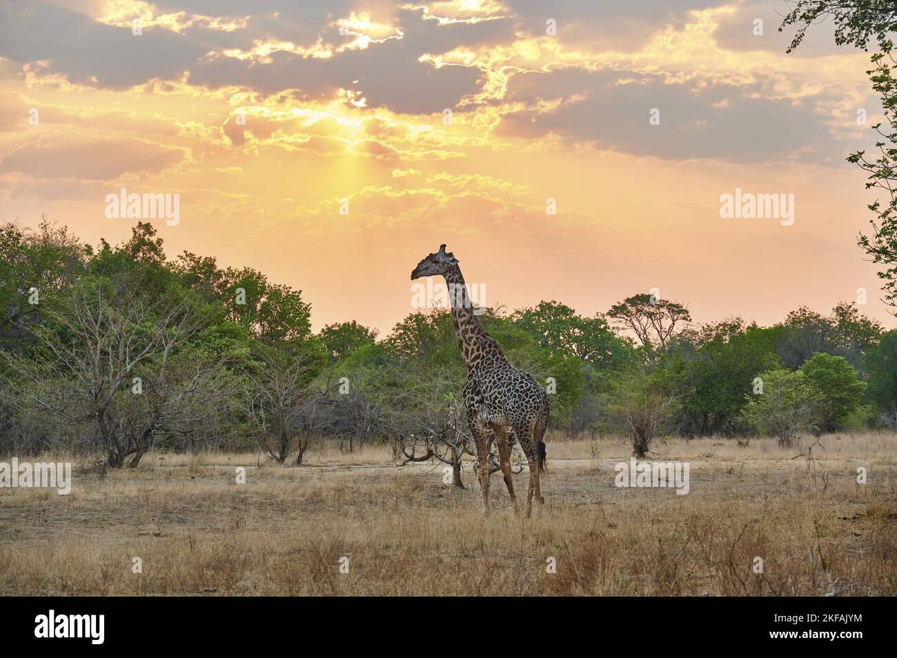 Rhodesian giraffes hi-res stock photography and images - Alamy