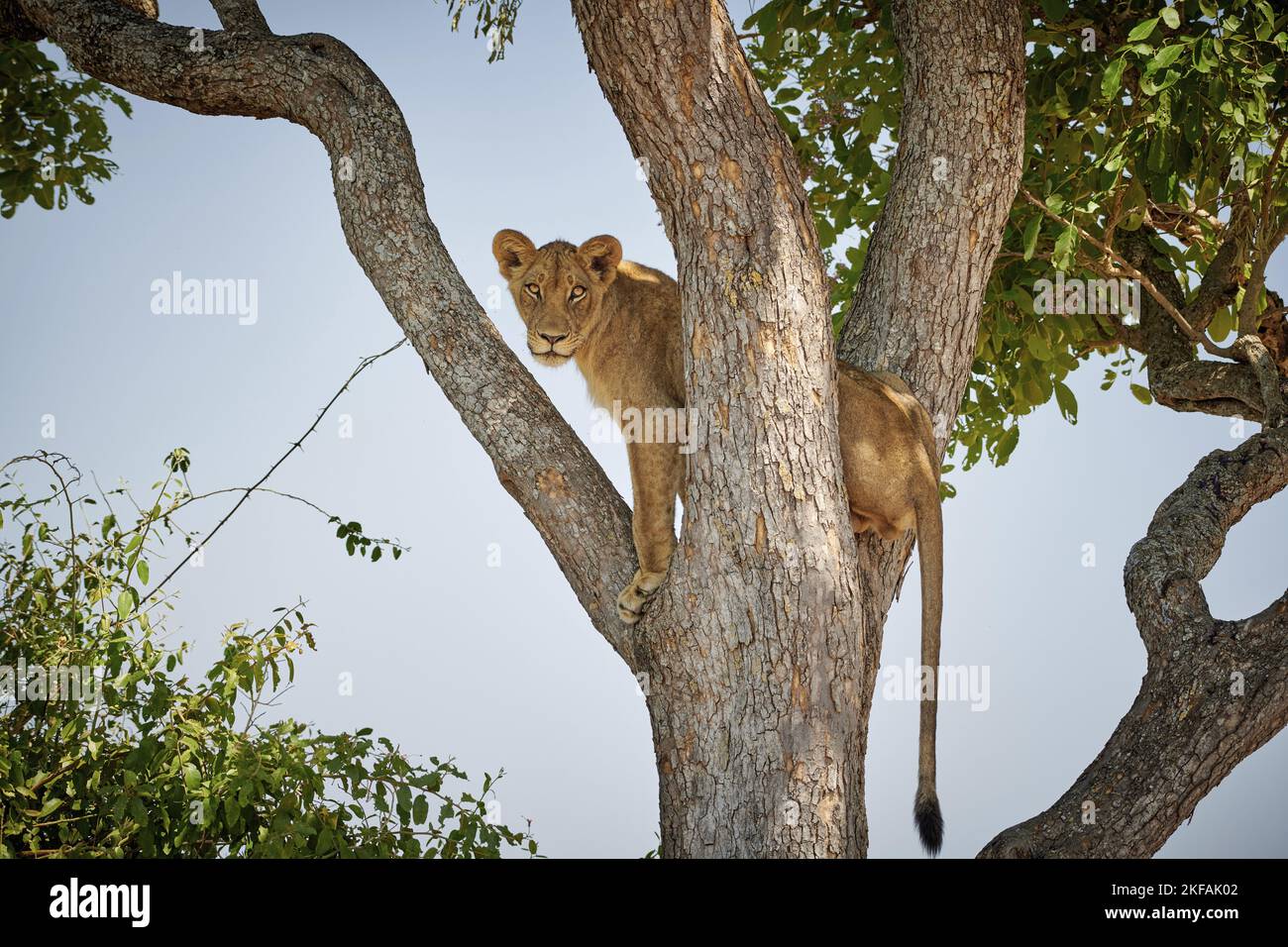 Lioness sitting side view hi-res stock photography and images - Alamy