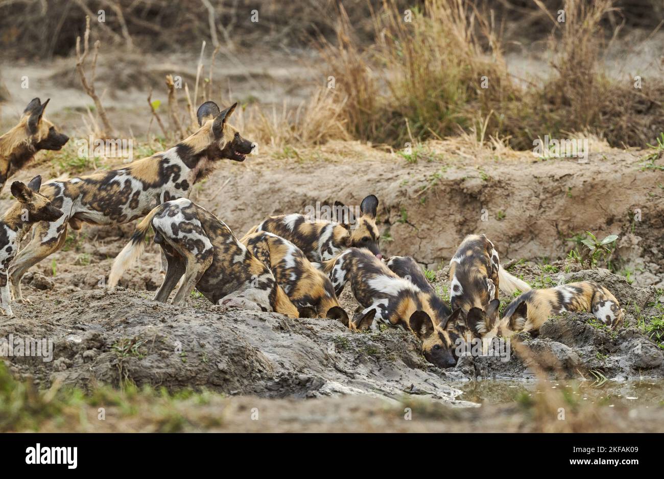 African hunting dogs Stock Photo - Alamy