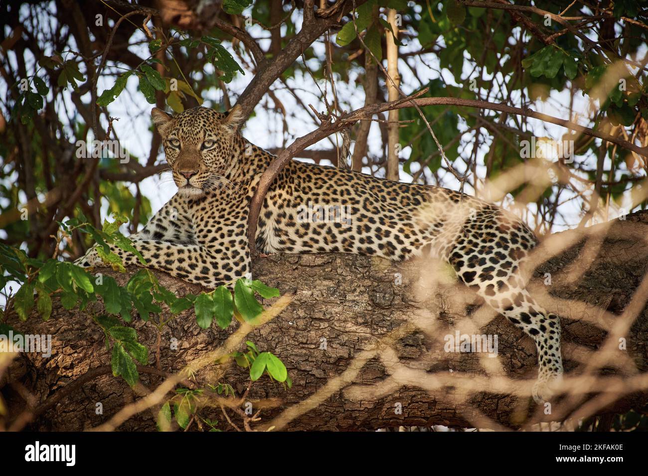 Leopard tree leaf hi-res stock photography and images - Alamy