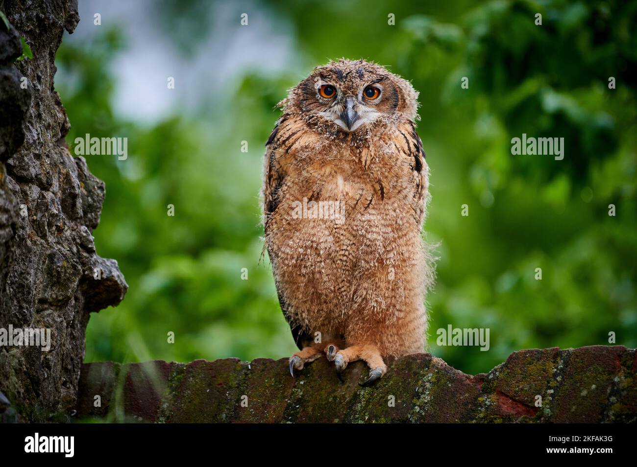 Eagle hatchling hi-res stock photography and images - Alamy