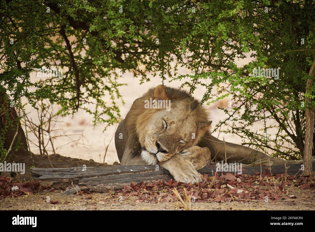 Lions chilling hi-res stock photography and images - Alamy