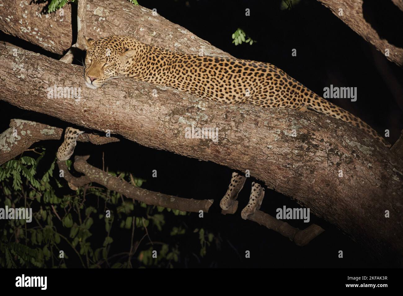 Leopard sleep tree hi-res stock photography and images - Alamy
