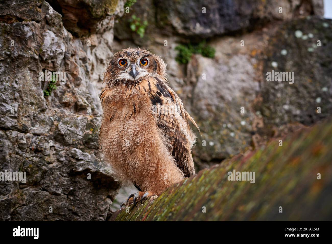 Eagle hatchling hi-res stock photography and images - Alamy