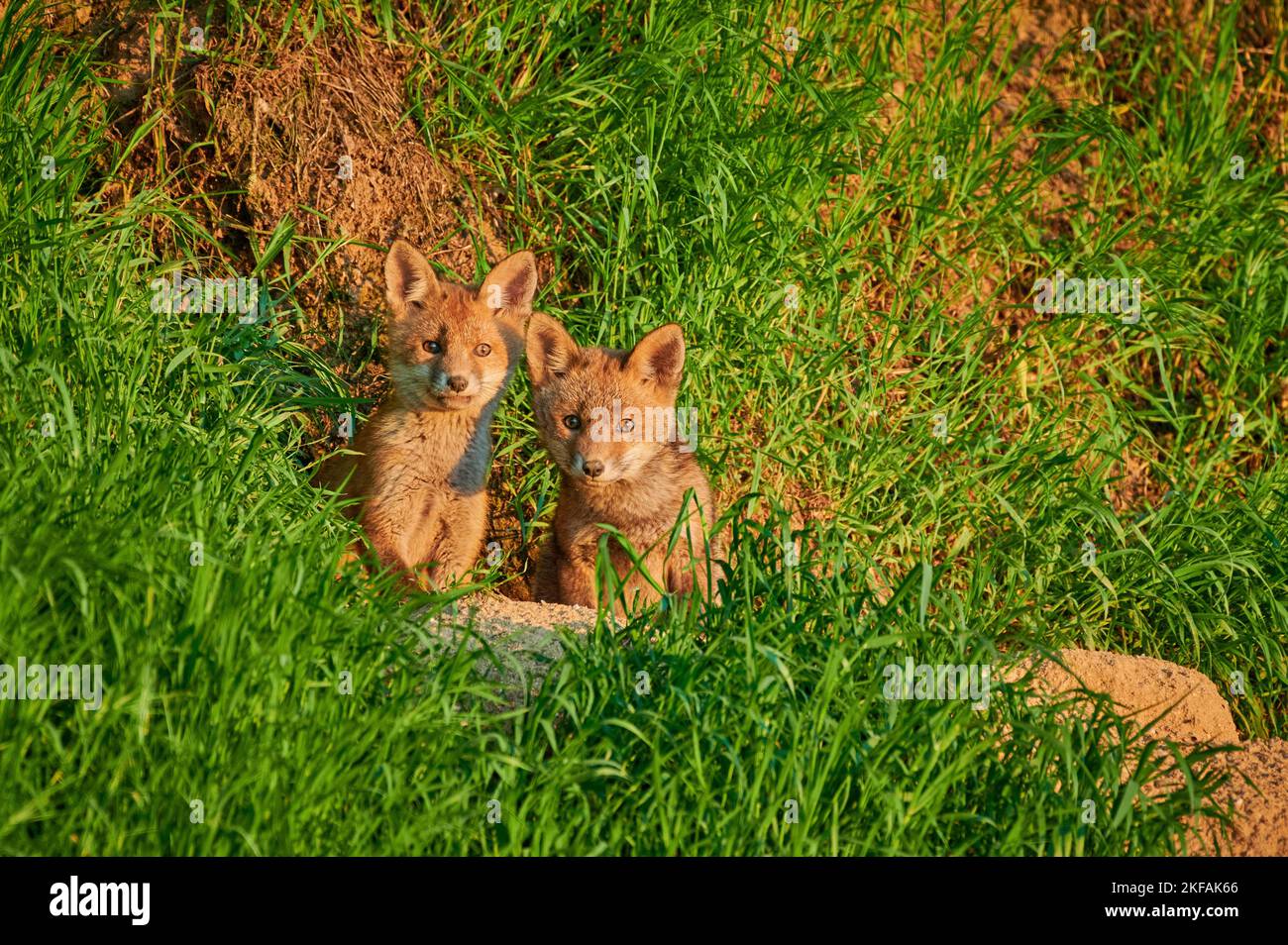 two red fox pups Stock Photo - Alamy