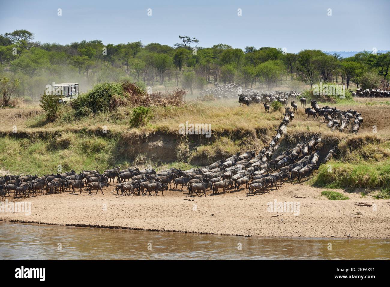 eastern white-bearded wildebeests Stock Photo - Alamy