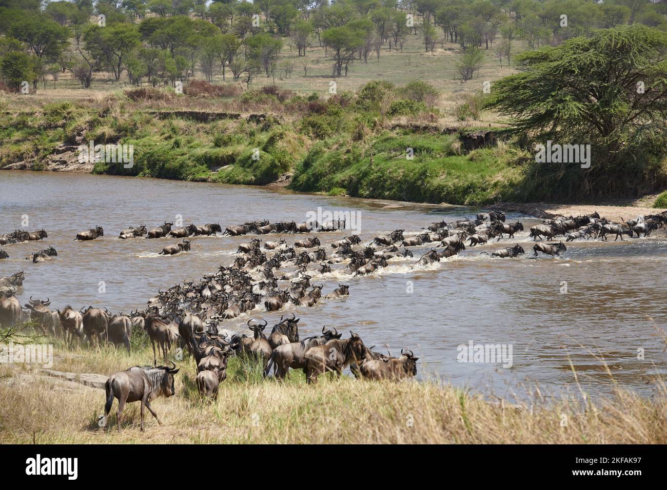 eastern white-bearded wildebeests Stock Photo - Alamy