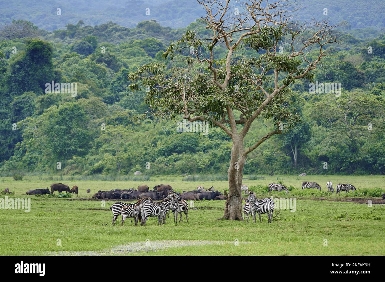 Zebra and buffalo two animals hi-res stock photography and images - Alamy