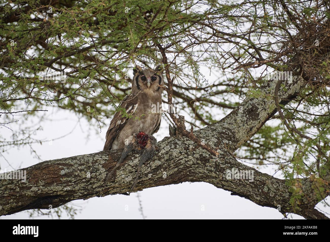 Verraux's eagle owl hi-res stock photography and images - Alamy