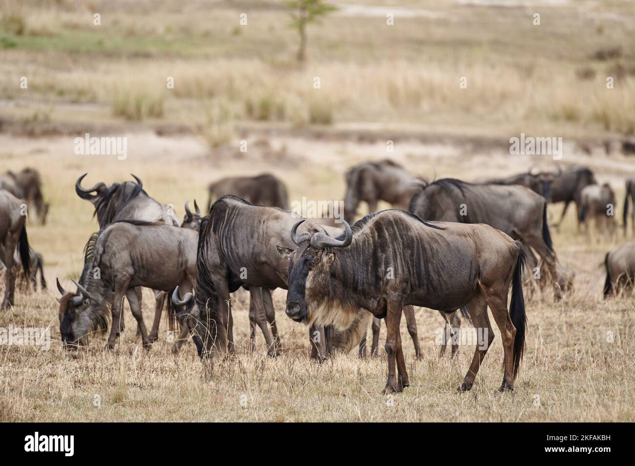 eastern white-bearded wildebeests Stock Photo - Alamy