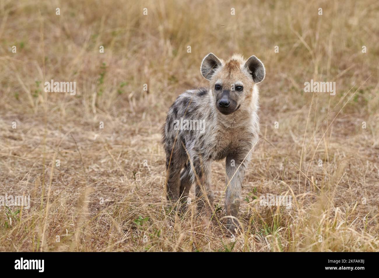 Parque nacional serengeti hi-res stock photography and images - Alamy