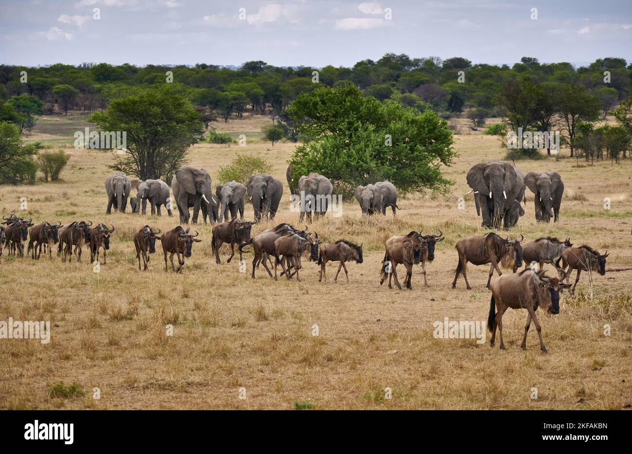 eastern white-bearded wildebeests Stock Photo - Alamy