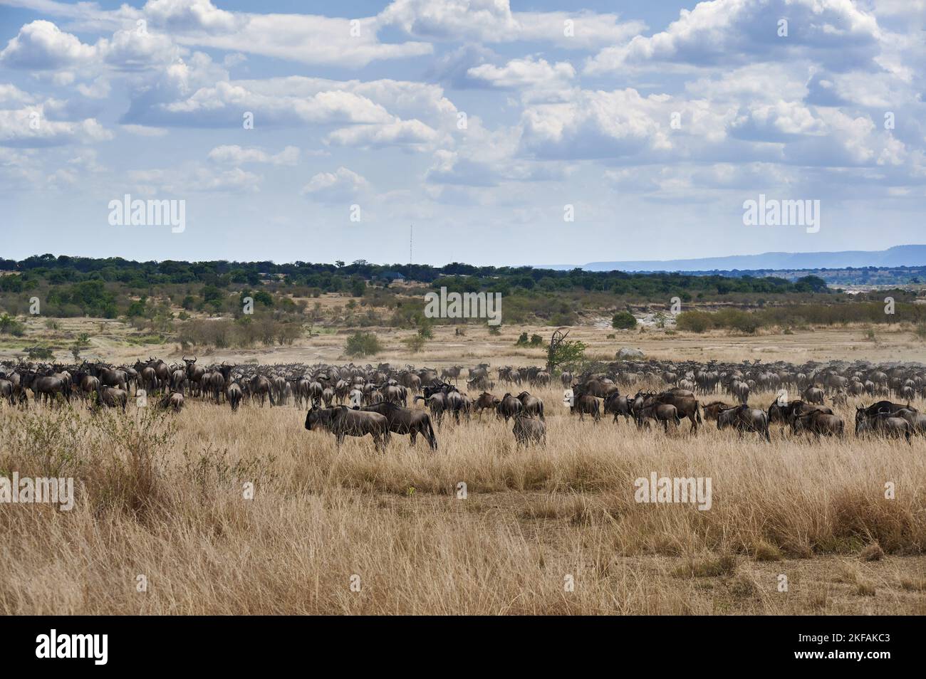 eastern white-bearded wildebeests Stock Photo - Alamy