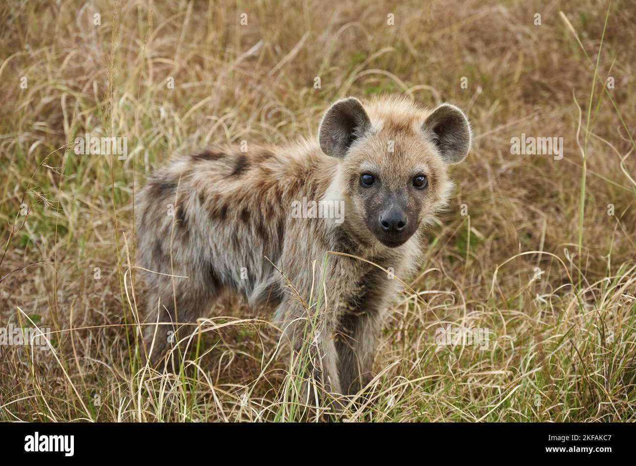 Side view spotted hyena standing hi-res stock photography and images ...