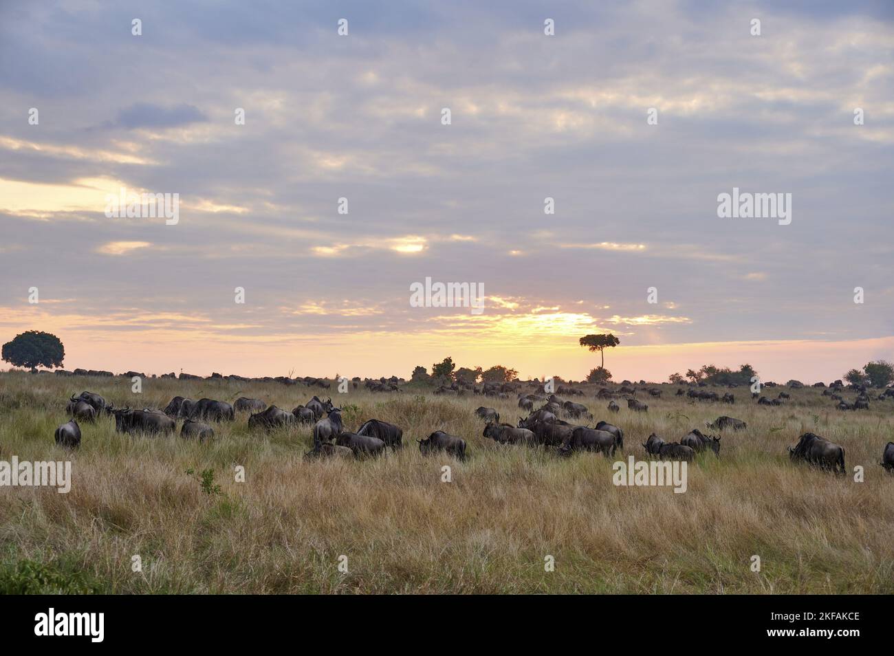 eastern white-bearded wildebeests Stock Photo - Alamy