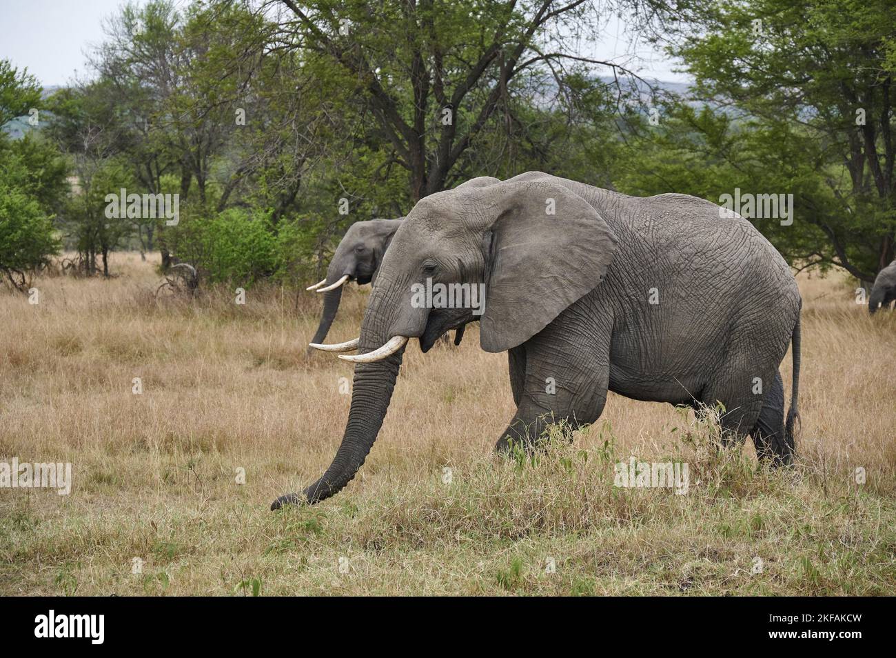 Tanzania elephant side profile hi-res stock photography and images - Alamy